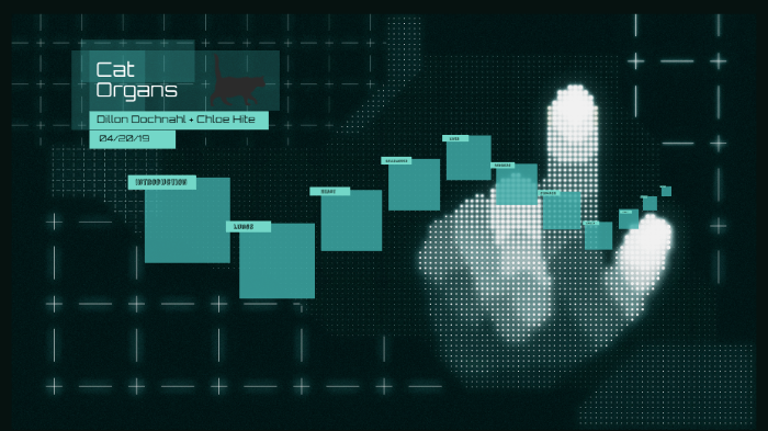 CAT ORGANS by chloe hite on Prezi
