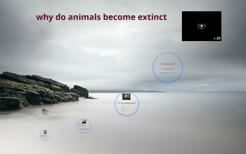why do animals become extinct by nathan lord on Prezi