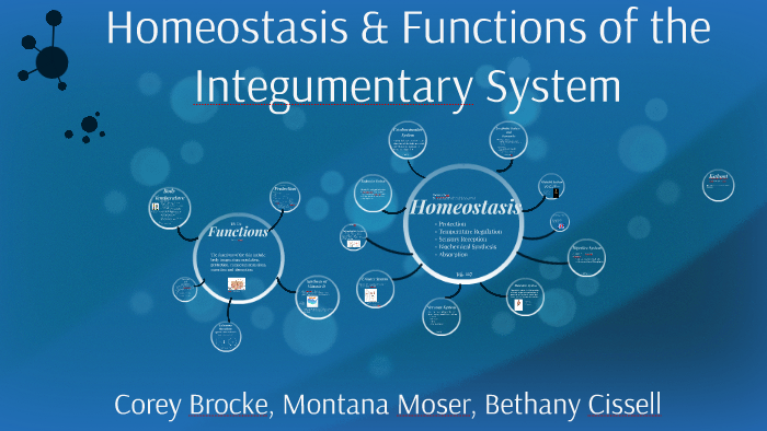 Functions and Homeostasis of the Integumentary System by montana Moser ...