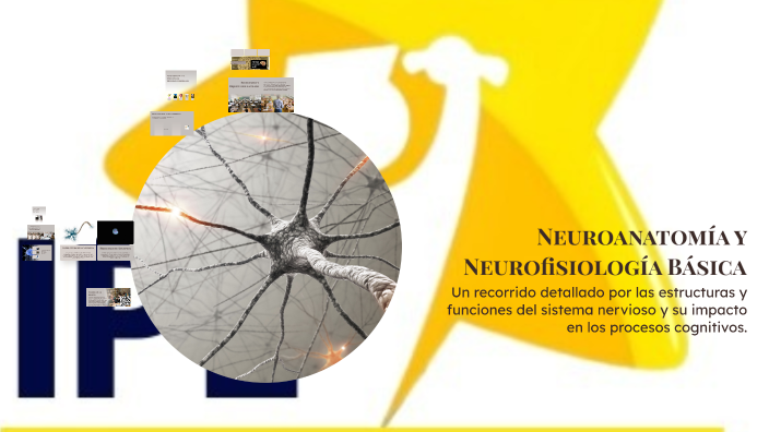 Neuroanatomía y Neurofisiología Básica by SERGIO BARRON on Prezi