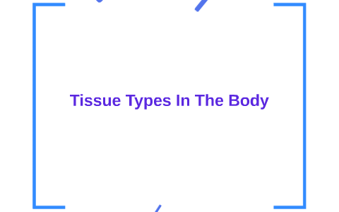 Tissue Types In The Body by Sierra Feaver on Prezi