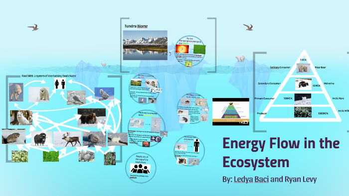 Energy Flow in the Ecosystem by Ledya Baci on Prezi