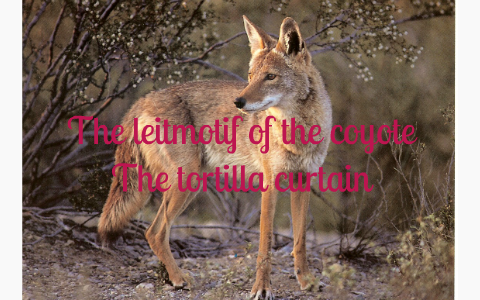 The tortilla curtain by Lisa Hammann on Prezi