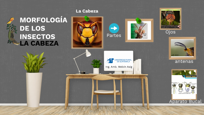 MORFOLOGÍA DE LOS INSECTOS by melvin Garcia on Prezi