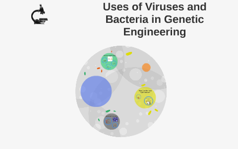 Uses of Viruses and Bacteria in Genetic Engineering by Ryan Hooper on Prezi