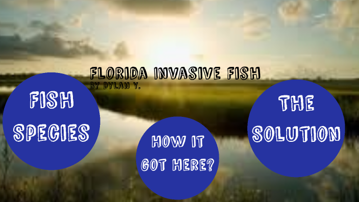 Florida Invasive Fish by Dylan Young on Prezi
