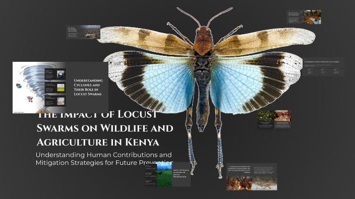The Impact of Locust Swarms on Wildlife and Agriculture in Kenya by ...