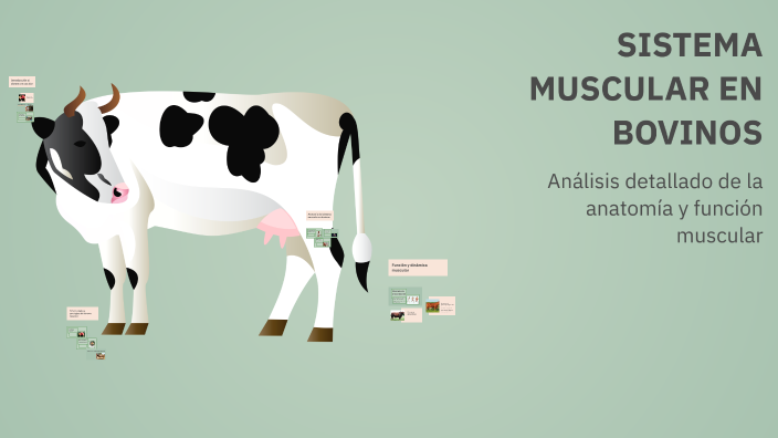 SISTEMA MUSCULAR EN BOVINOS by Leonel Rodriguez on Prezi
