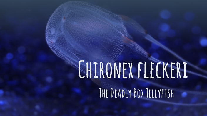 Chironex fleckeri: The Deadly Box Jellyfish by Laura Benito on Prezi
