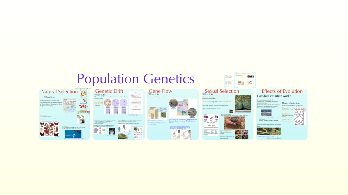 Evolution Lesson 2: Population Genetics by Allison Prol on Prezi