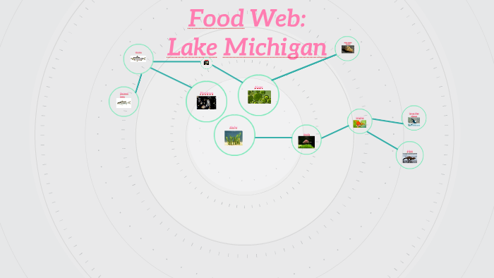 Food Web: Lake Michigan by on Prezi