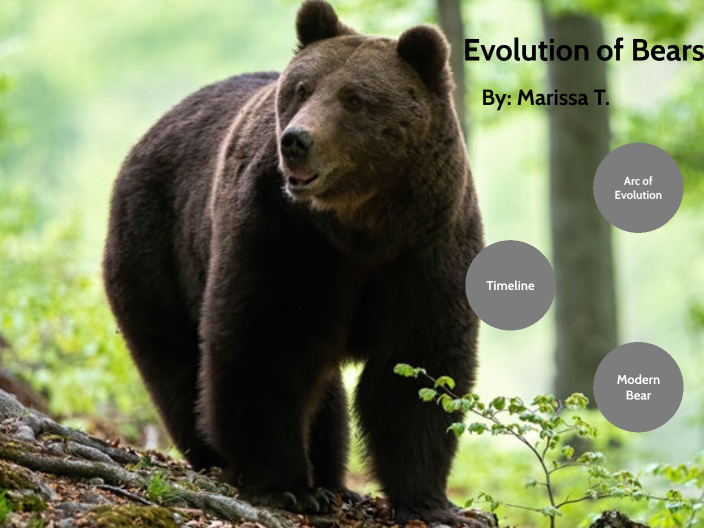 Evolution of a Bear by Marissa Trees on Prezi