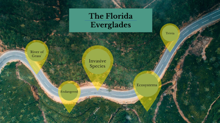 Everglades & Ecosystems by Casey Smith on Prezi