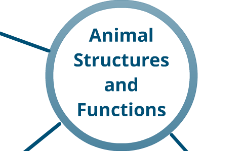 Animal Structures and Functions by Anna Willis on Prezi
