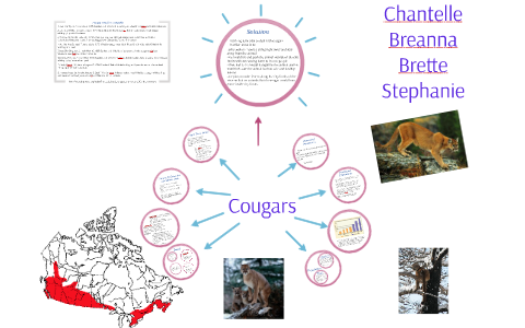 Cougars by stephanie kretzer on Prezi