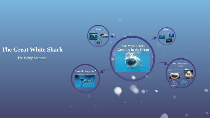 Great White Shark by Haley Macedo on Prezi