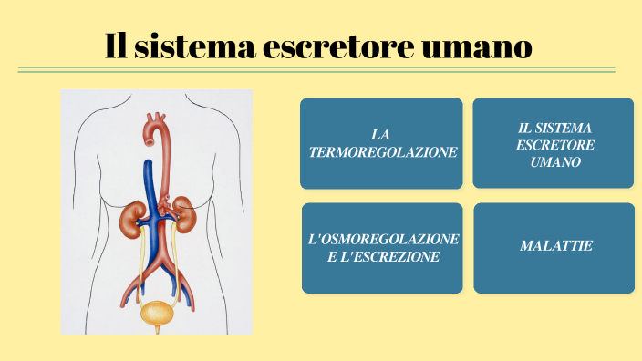 sistema escretore by Anduena Agolli on Prezi