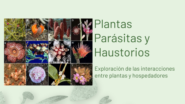 Plantas Parásitas y Haustorios by hely simancas on Prezi