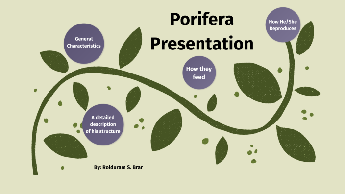 Porifera Flow Chart Prezi - Ram Brar by ram Brar on Prezi