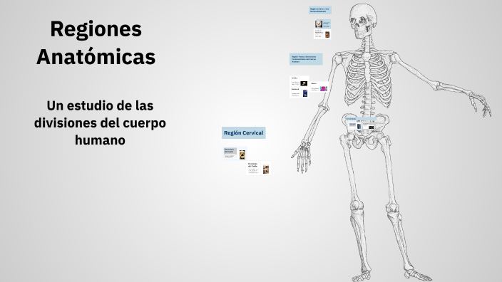 Regiones Anatómicas by Arianna Varela on Prezi