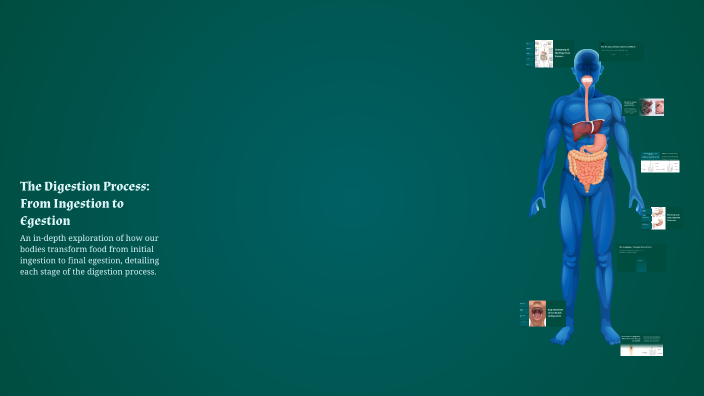 The Digestion Process: From Ingestion to Egestion by Victor Odede on Prezi