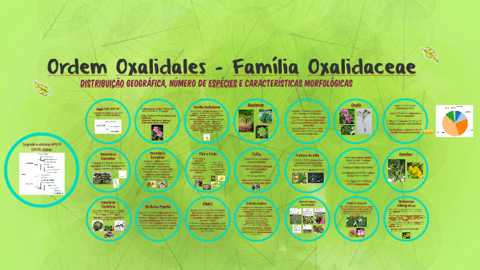Ordem Oxalidales Família Oxalidaceae by Beatriz Borghi Estevam on Prezi