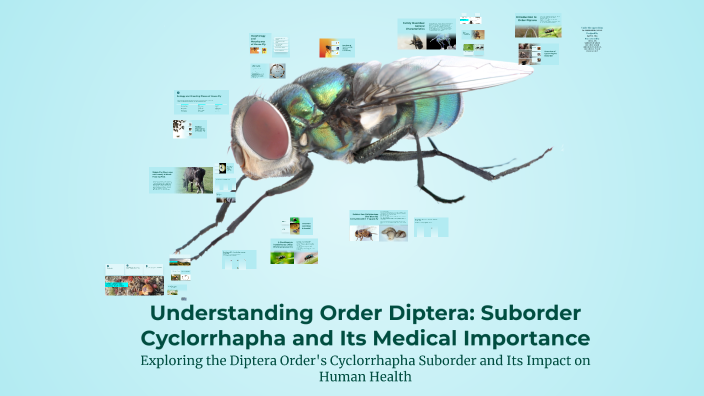 Understanding Order Diptera: Suborder Cyclorrhapha and Its Medical ...