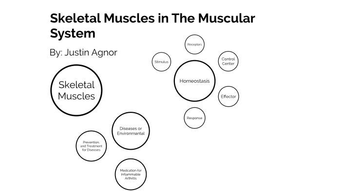 Skeletal Muscles Project by Justin Agnor on Prezi