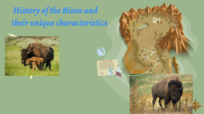 Bison history and unique characteristics by makiyah rainey on Prezi