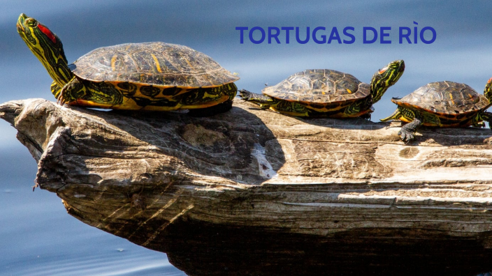 TORTUGAS DE RÌO by VALENTINA GUTIERREZ on Prezi