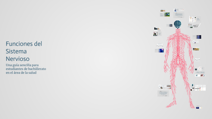 Funciones del Sistema Nervioso by zulemy mendez on Prezi