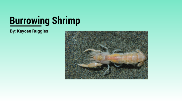 Burrowing Shrimp by Kaycee Ruggles on Prezi