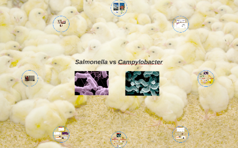 Salmonella vs Campylobacter by Jordi Sendra Perez on Prezi