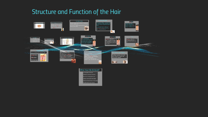 Structure and Function of the Hair by jennifer butler on Prezi