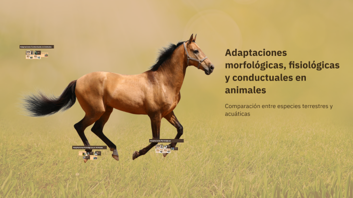 Adaptaciones morfológicas, fisiológicas y conductuales en animales by ...