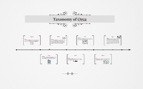 Taxonomy of Orca by Darryle Aldridge on Prezi