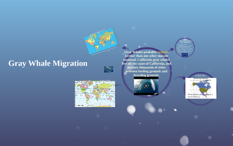 Gray Whale Migration by Allison Armstrong on Prezi