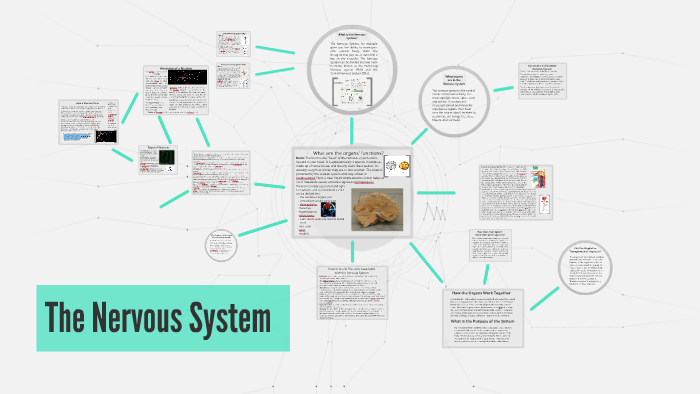 The Nervous System by Ethan Dhoum on Prezi