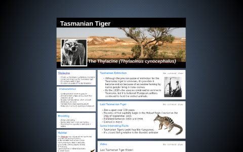 Tasmanian Tiger (Thylacine) by Rebecca Frias on Prezi