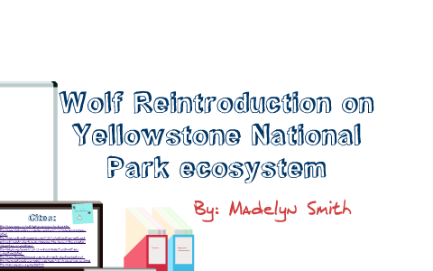 Wolf Reintroduction on the Yellowstone National Park ecosystem by ...