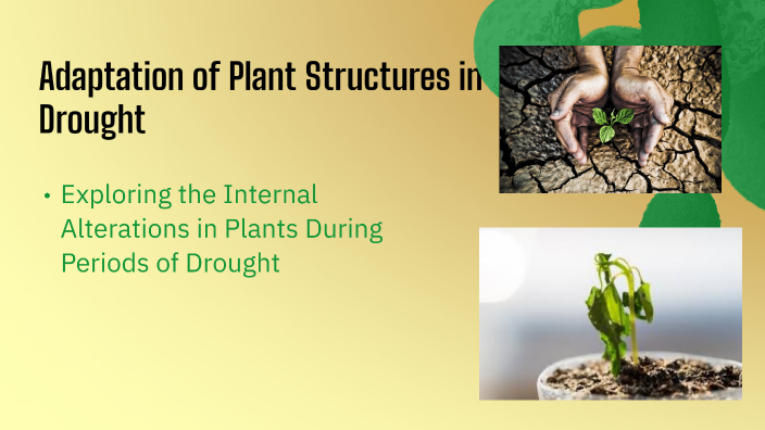 Adaptation of Plant Structures in Drought by Alexandra Dangler on Prezi