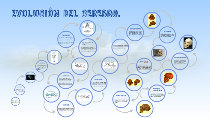 Evolución del cerebro. by Juliana Torres on Prezi