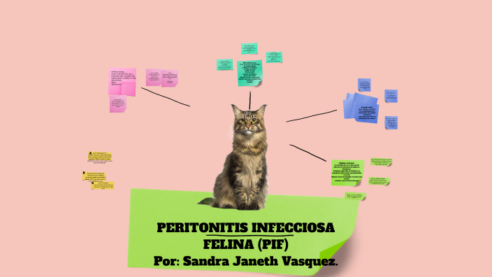 peritonitis infecciosa felina by Valentina pérez on Prezi