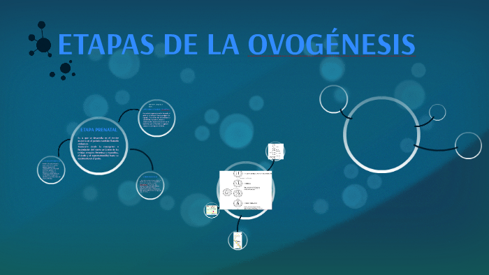 ETAPAS DE LA OVOGÉNESIS by salma castañeda on Prezi