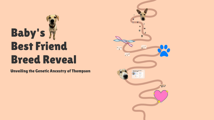 Baby's Best Friend Breed Reveal by Meghan Meyer on Prezi
