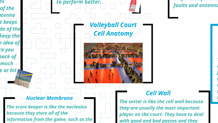 Volleyball Cell Anatomy by Caroline Blount on Prezi