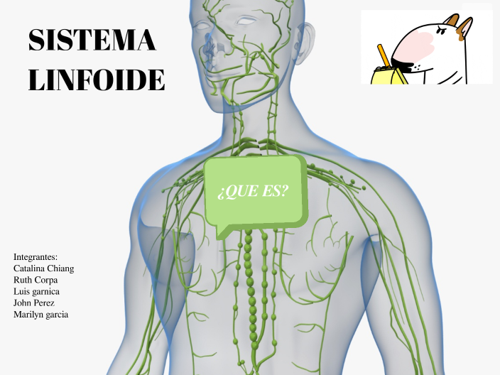 Sistema Linfoide by Catalina Chiang Roa on Prezi