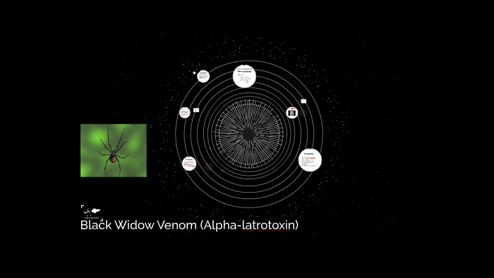 Black Widow Venom (Alpha-latrotoxin) by Jimena Herrera on Prezi