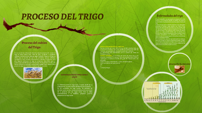 PROCESO DEL TRIGO by Edvin Alvarez on Prezi