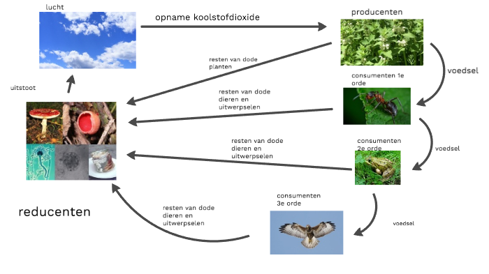 koolstof kringloop by Lars Tuik on Prezi